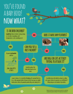 You've found a baby bird ... now what? - The Scoop