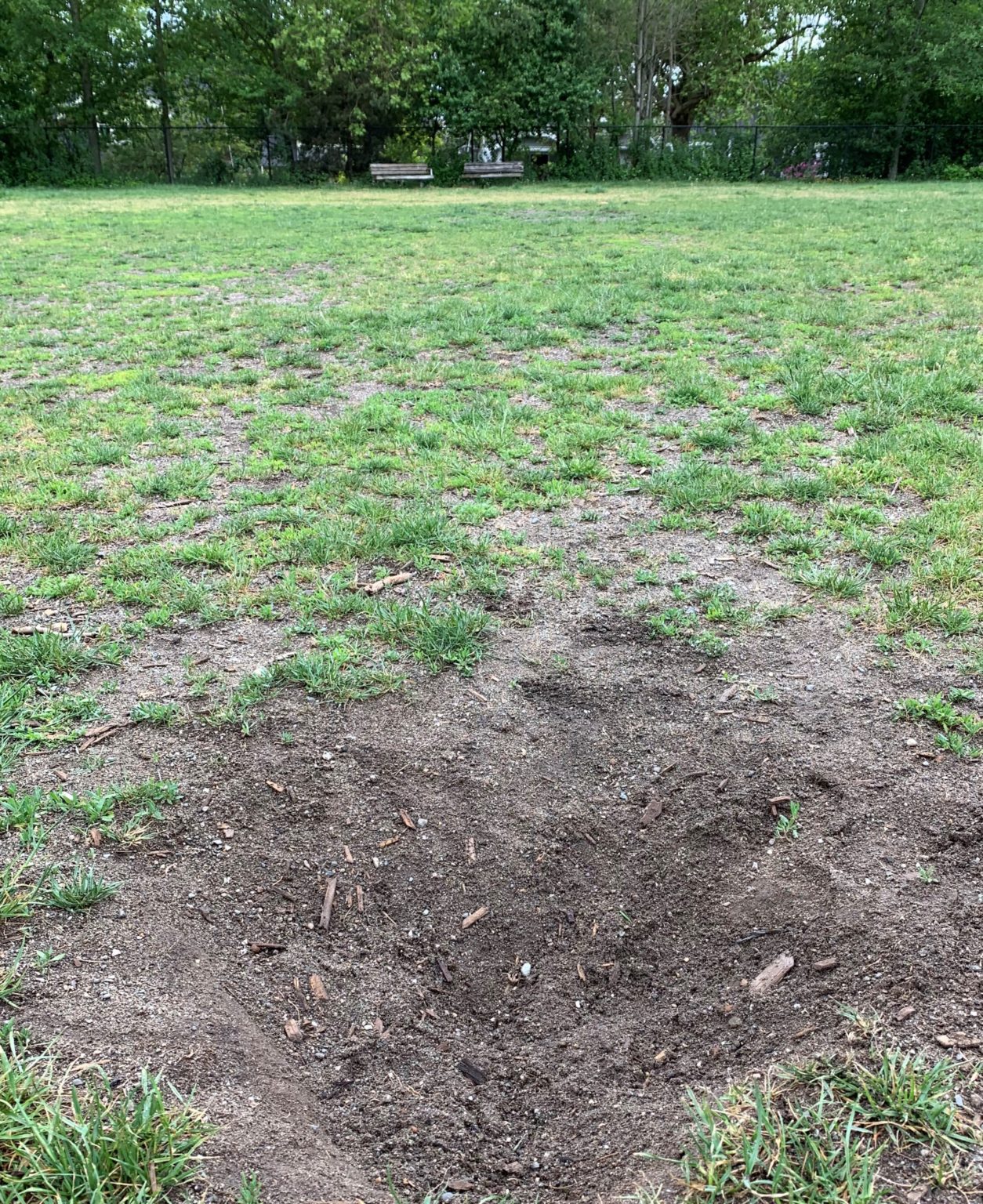 Pets Are Not Allowed ... But Why? - The Scoop