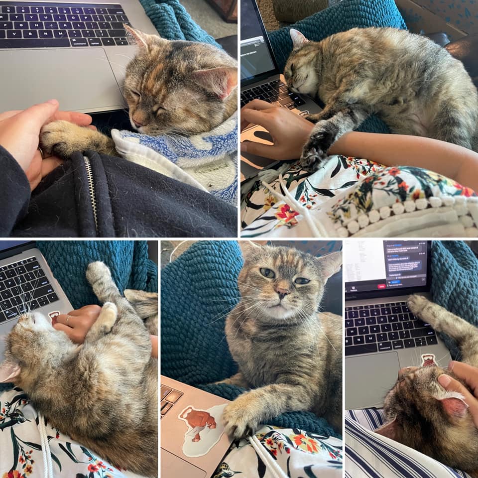 Animal Volunteer Heroes (Volunteeroes) Needed at Seattle Animal Shelter ...