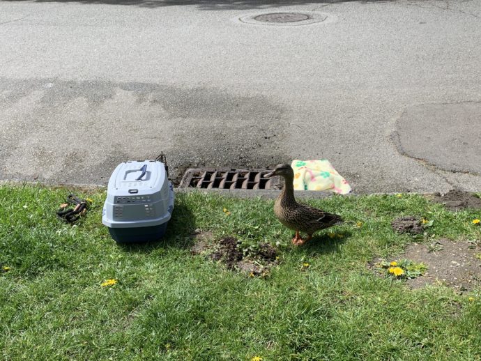 Misdirected mallards freed from storm drain by resourceful officer ...